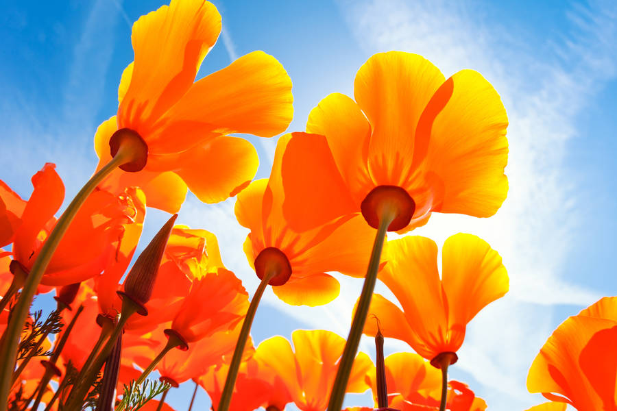 Radio Liban Libre Listen Live - 102.3-102.7 MHz FM, Lebaâ, Lebanon ...