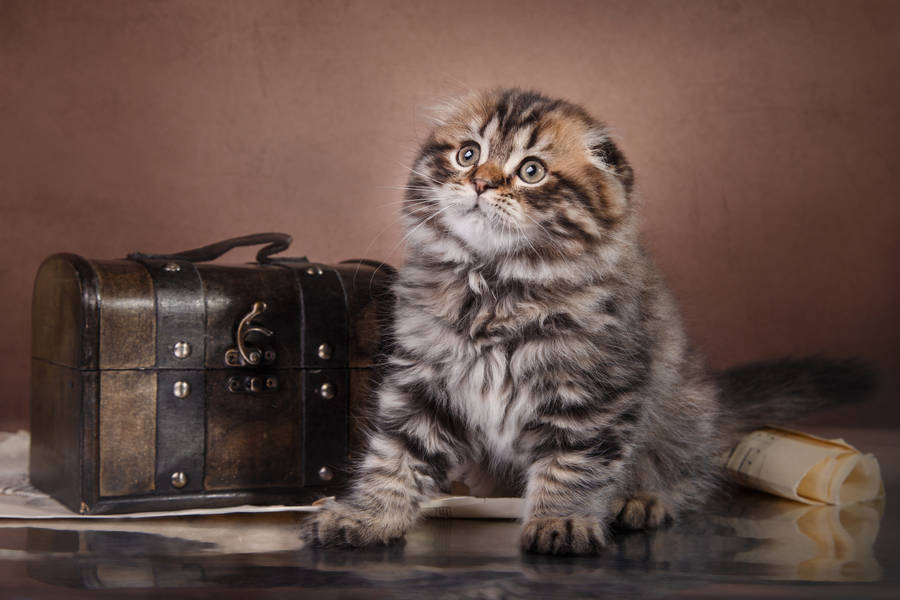 WKDM Listen Live - 1380 kHz AM, New York, United States | Online Radio Box