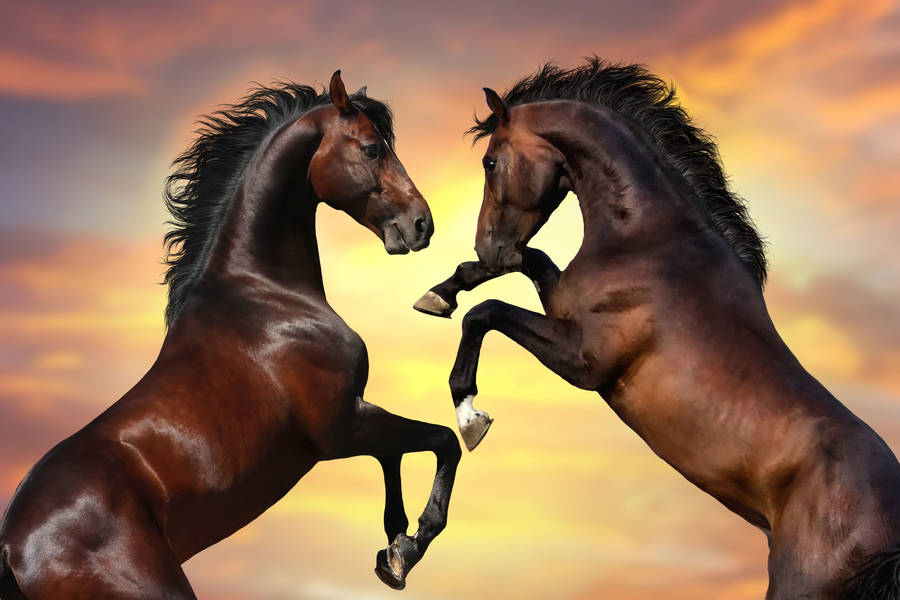 CILX Listen Live - 92.5 MHz FM, Île-à-la-Crosse, Canada | Online Radio Box