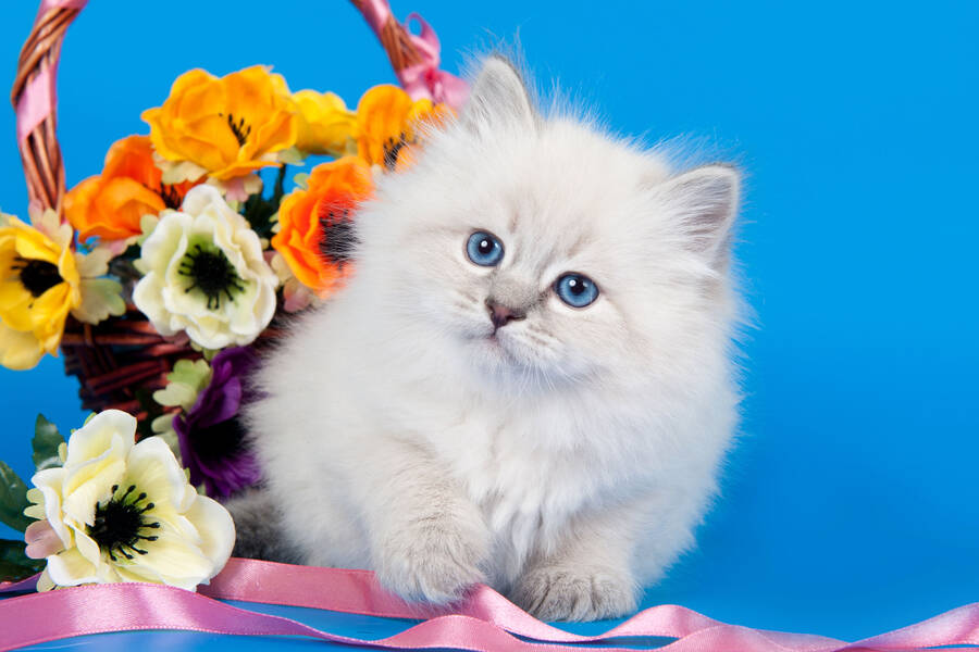 105.7 KOKZ Listen Live - Waterloo, United States | Online Radio Box