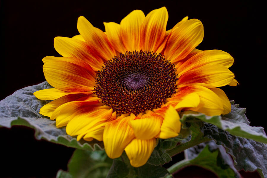 Z107.7 Listen Live - St Louis, United States | Online Radio Box