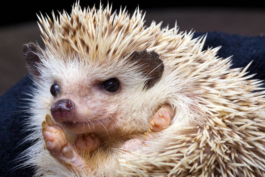 Radio XFM en Vivo - XHFO, 92.1 MHz FM, Ciudad de México, México ...