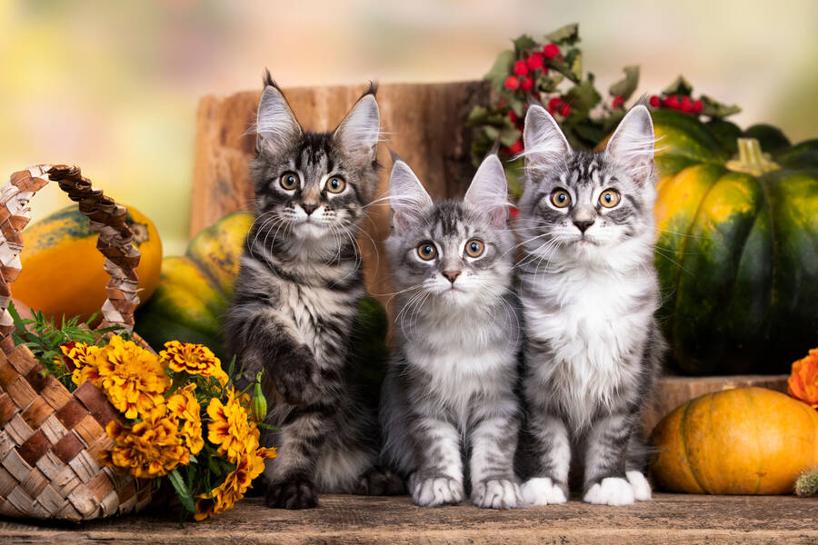 Radio Shanson слухати онлайн | Online Radio Box