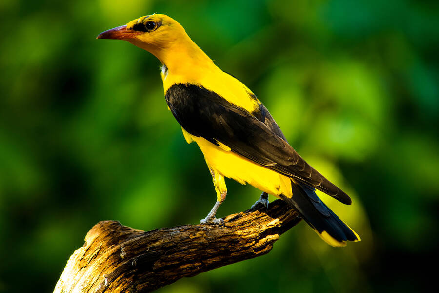 Lite 100.5 WRCH Listen Live - Hartford, United States | Online Radio Box