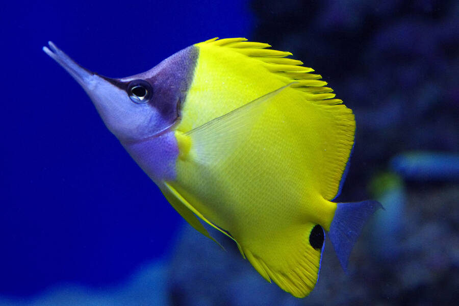 Tropicálida en Vivo - 104.9 MHz FM, Guate, Guatemala | Online Radio Box