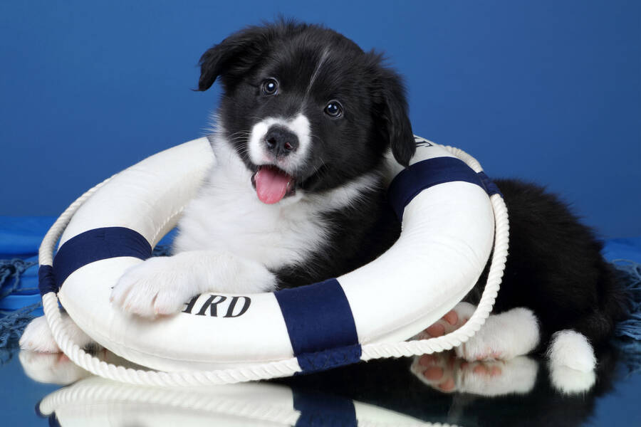 103-9 The Pig KPGG-FM Listen Live - Texarkana, United States | Online ...