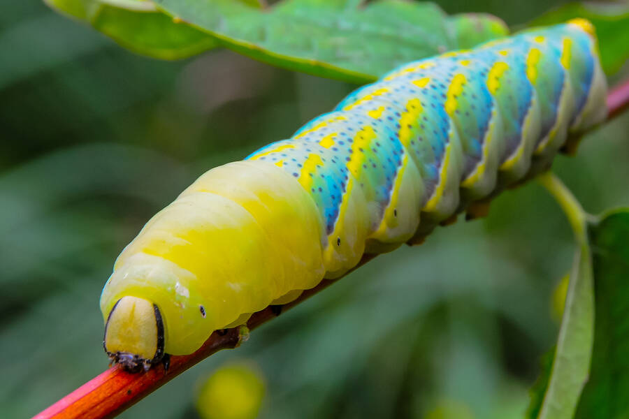 Triple Y Listen Live - 5YYY, 107.7 MHz FM, Whyalla, Australia | Online ...