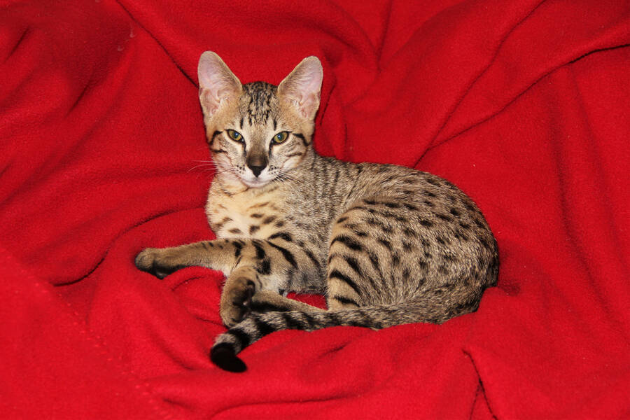 KFAV 99.9 FM Listen Live - Warrenton, United States | Online Radio Box