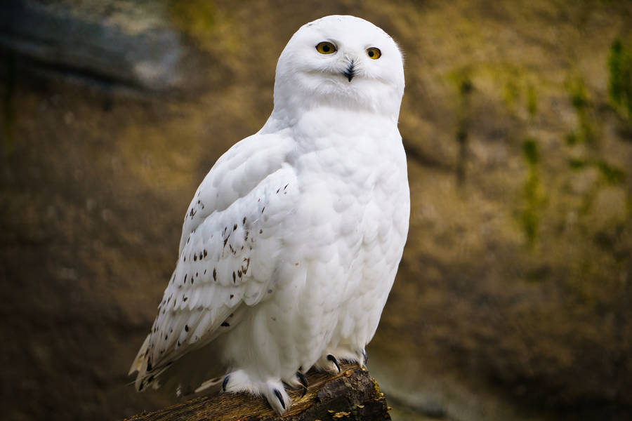 KBIG Listen Live - 97.9-106.1 MHz FM, Hilo, United States | Online ...