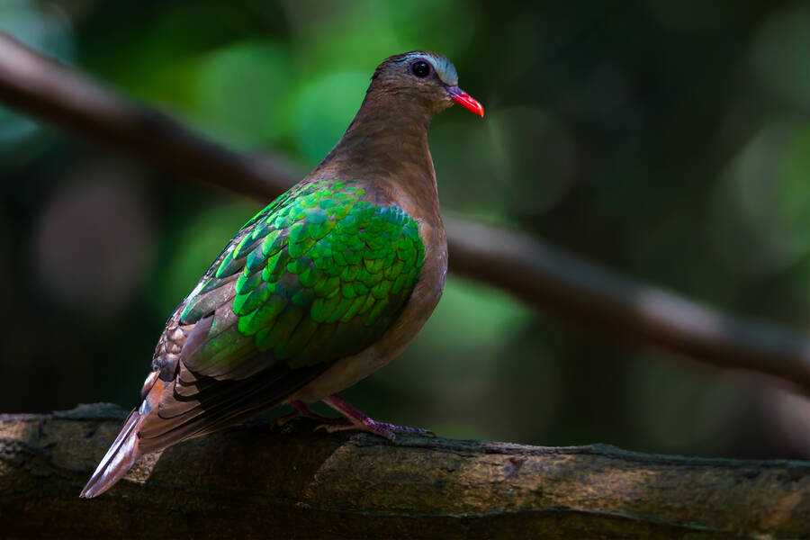 WKSK 580 AM Listen Live - West Jefferson, United States | Online Radio Box