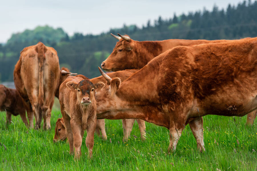 Studio M uživo - 98.8 MHz FM, Prelog, Hrvatska | Online Radio Box