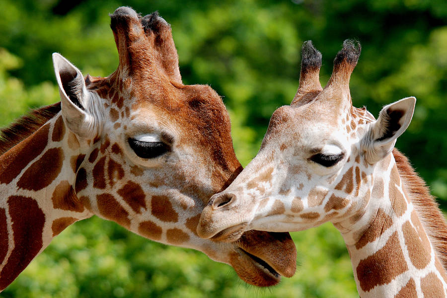 KBCY 99.7 FM Listen Live - Abilene, United States | Online Radio Box