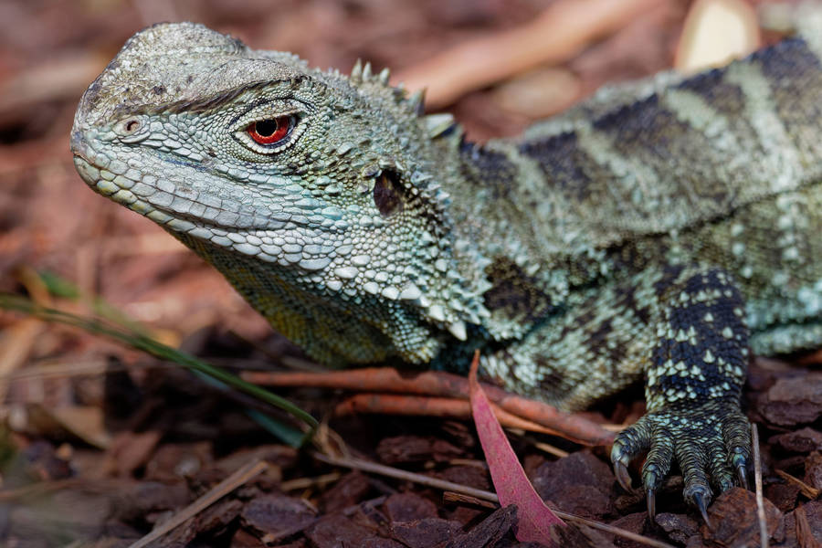 Classical KDFC playlist