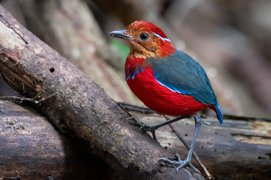 SWR 99.9 FM Listen Live - Blacktown, Australia | Online Radio Box