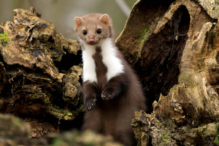 Newstalk 620 WVMT Listen Live - 620 kHz AM, Burlington, United States ...