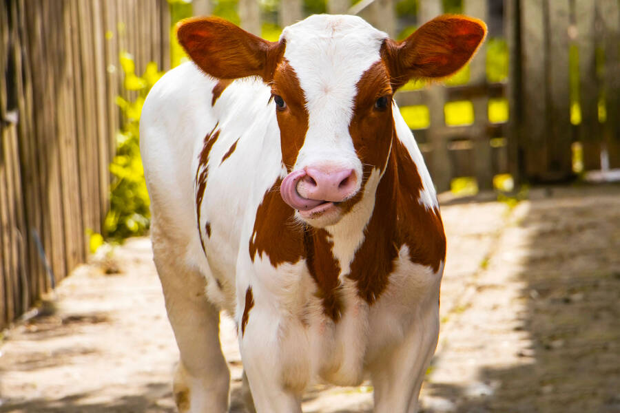 Mettaswara Indonesia streaming - Kota Tangerang, Indonesia | Online ...