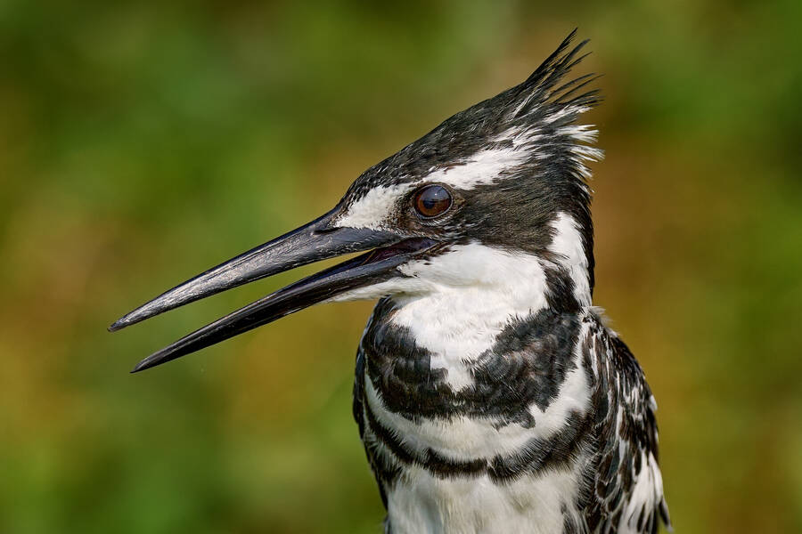 KNVC Listen Live - 95.1 MHz FM, Carson City, United States | Online ...