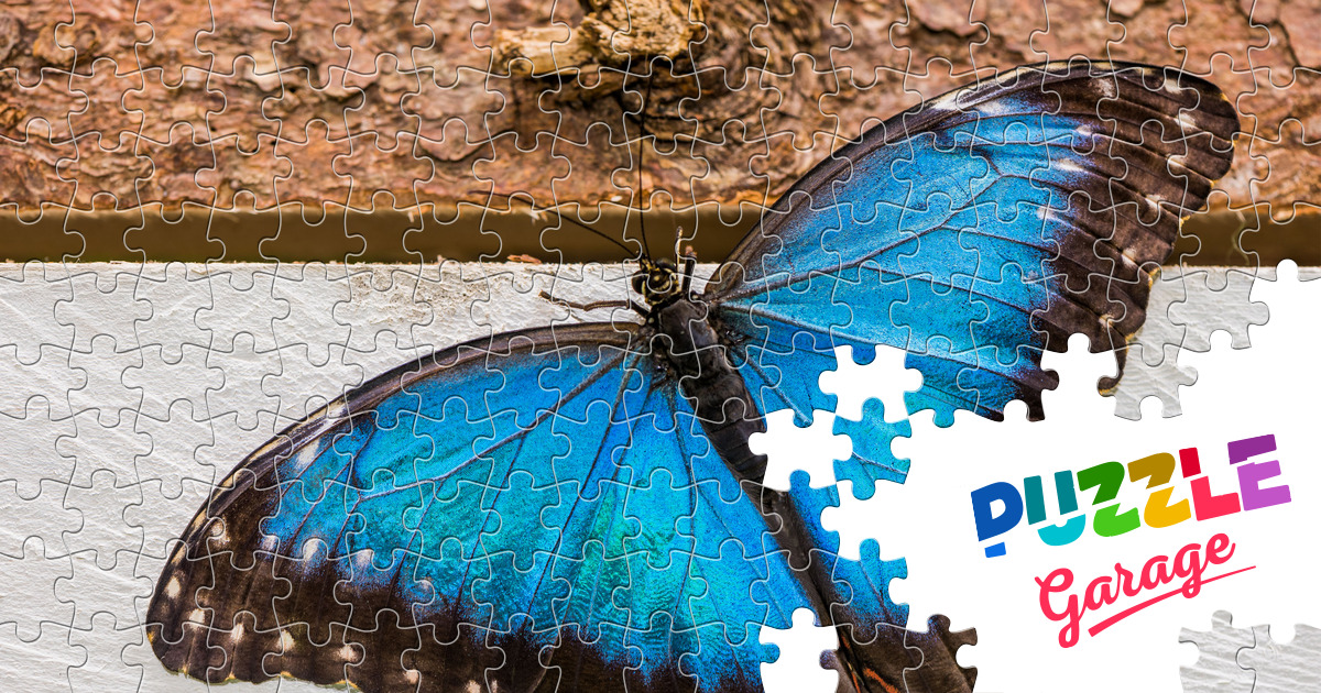 Morpho Peleida Jigsaw Puzzle (Animals, Insects) | Puzzle Garage