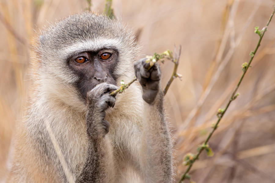 WYXY Classic 99.1 Listen Live - Savoy, United States | Online Radio Box