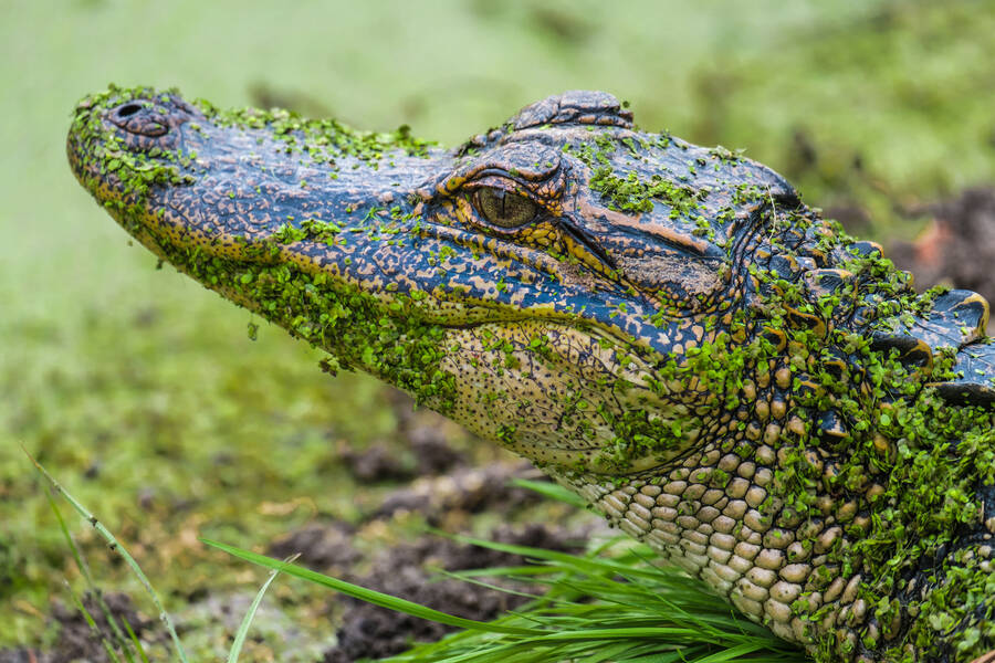 1000 KTOK Listen Live - Oklahoma City, United States | Online Radio Box