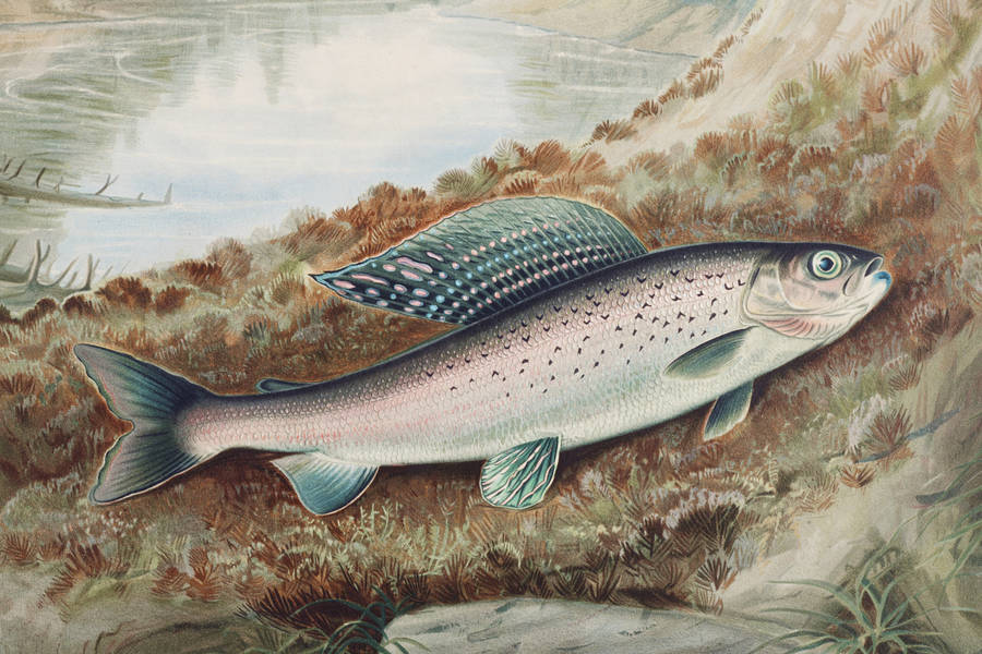 PIPEL FM luisteren online | Online Radio Box