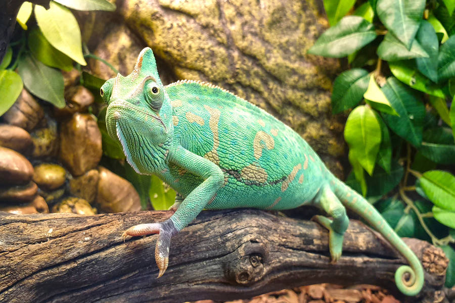 TK99 Listen Live - 99.5-105.5 MHz FM, Bridgeport, United States ...