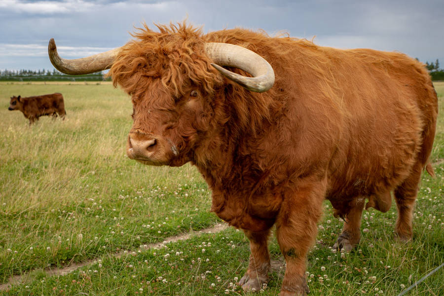 WPAQ Listen Live - 740 kHz AM, Mount Airy, United States | Online Radio Box