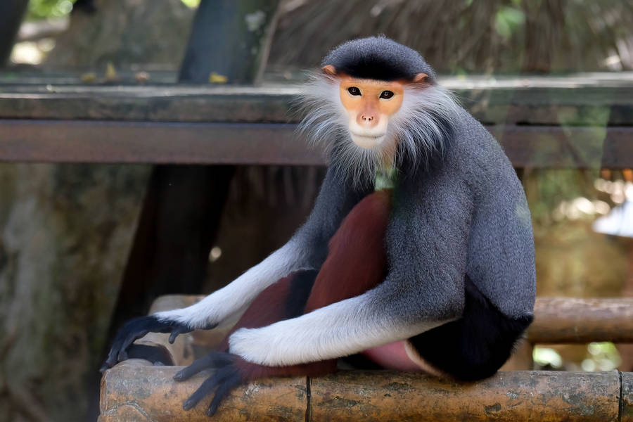 The Fox Listen Live - 106.9 MHz FM, Suffolk, United States | Online ...