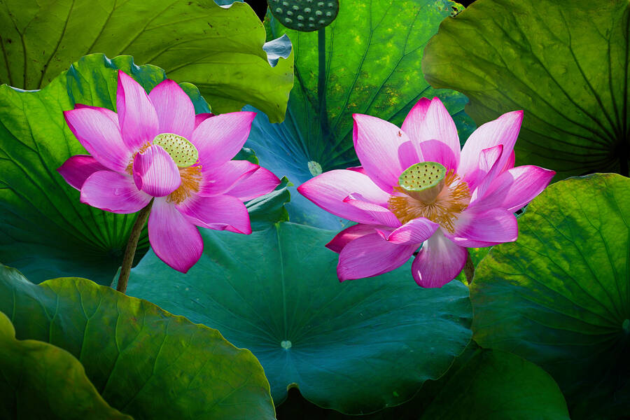 CityNews 680 Listen Live - CFTR, 680 kHz AM, Toronto, Canada | Online ...