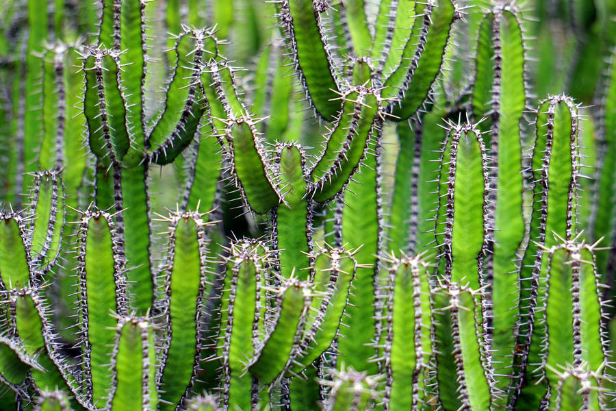 KFMG-LP Listen Live - 98.9 MHz FM, Des Moines, United States | Online ...