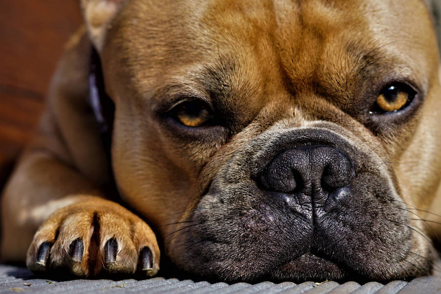 Top Congo FM en Direct - 88.4 MHz FM, Kinshasa, RD Congo | Online Radio Box