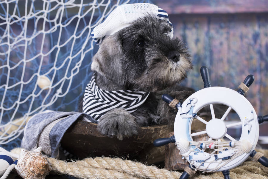 Magic 98 Listen Live - WMGN, 98.1 MHz FM, Madison, United States ...