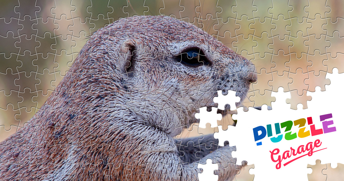 African gopher Jigsaw Puzzle (Animals, Mammals) | Puzzle Garage