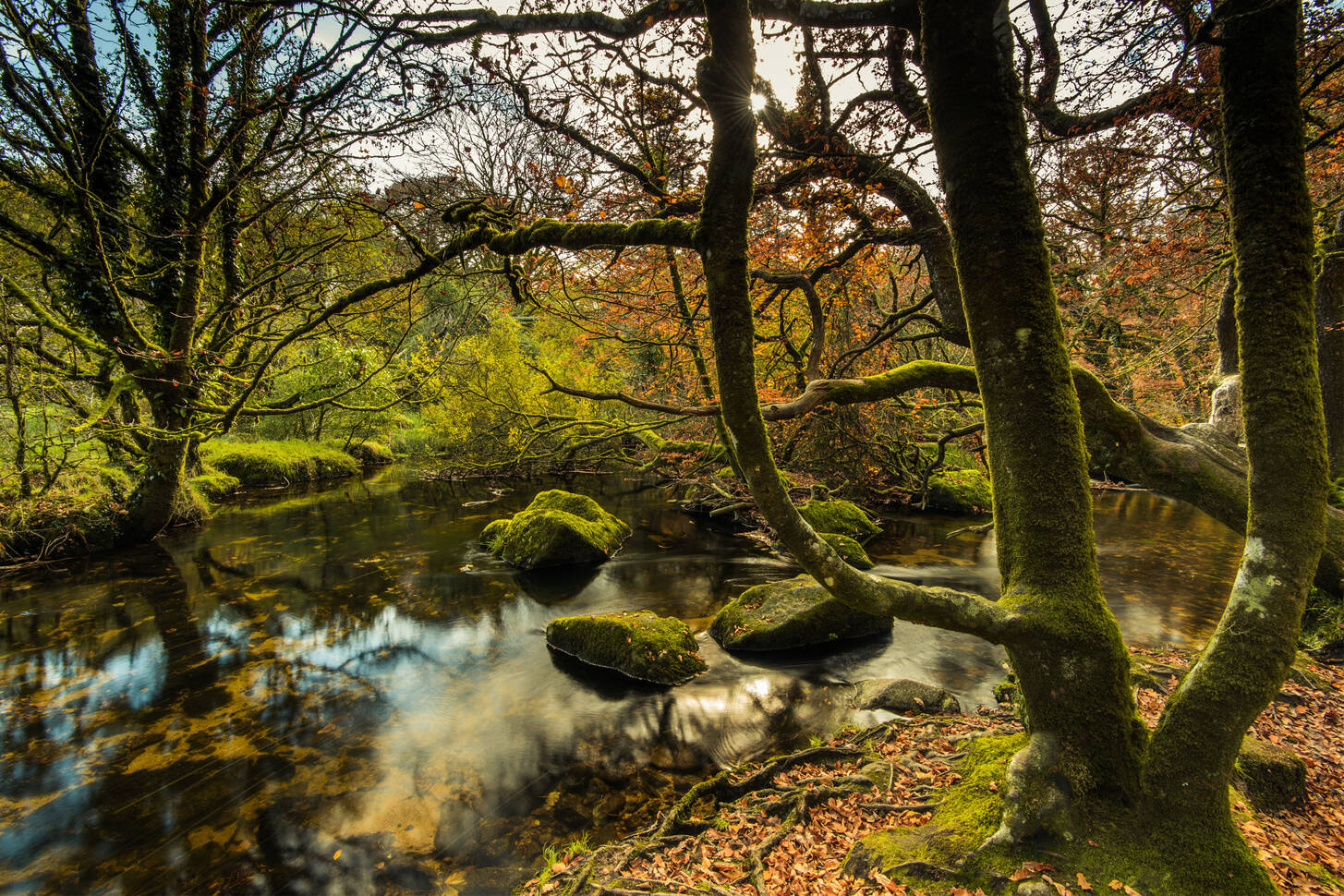 Wild forest Jigsaw Puzzle (Nature, Forest) | Puzzle Garage