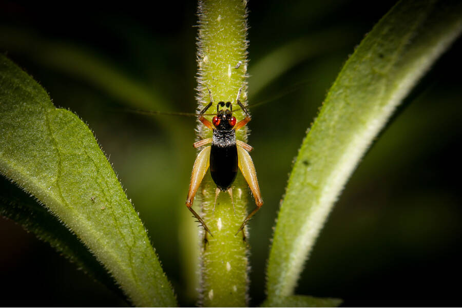 CFRY 920 AM Listen Live - Portage la Prairie, Canada | Online Radio Box