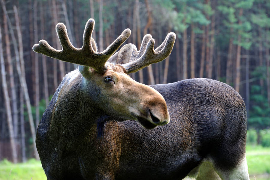 2REM Listen Live - 107.3 MHz FM, Albury, Australia | Online Radio Box