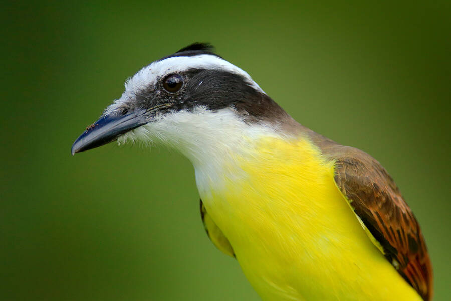 WVLK Listen Live - 590 kHz AM, Lexington, United States | Online Radio Box