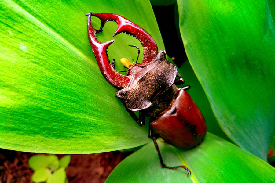 Shine.FM Listen Live - 88.5-89.7 MHz FM, Bourbonnais, United States ...