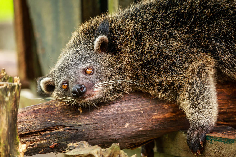 The HOG Listen Live - 102.9 MHz FM, Milwaukee, United States | Online ...