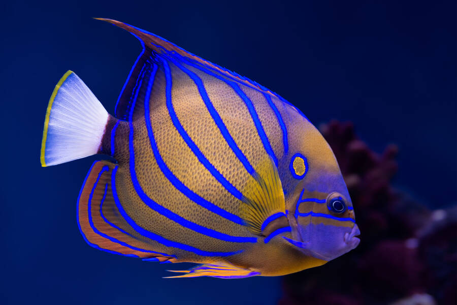 KZEW 98 FM: The Zoo Listen Live - 97.9 MHz FM, Dallas, United States ...