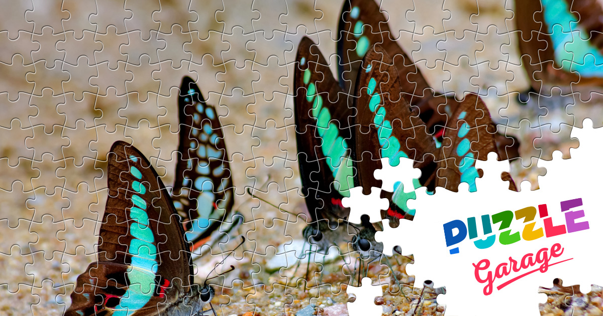 Mariposas tropicales Rompecabezas (Animales, Insectos) | Puzzle Garage