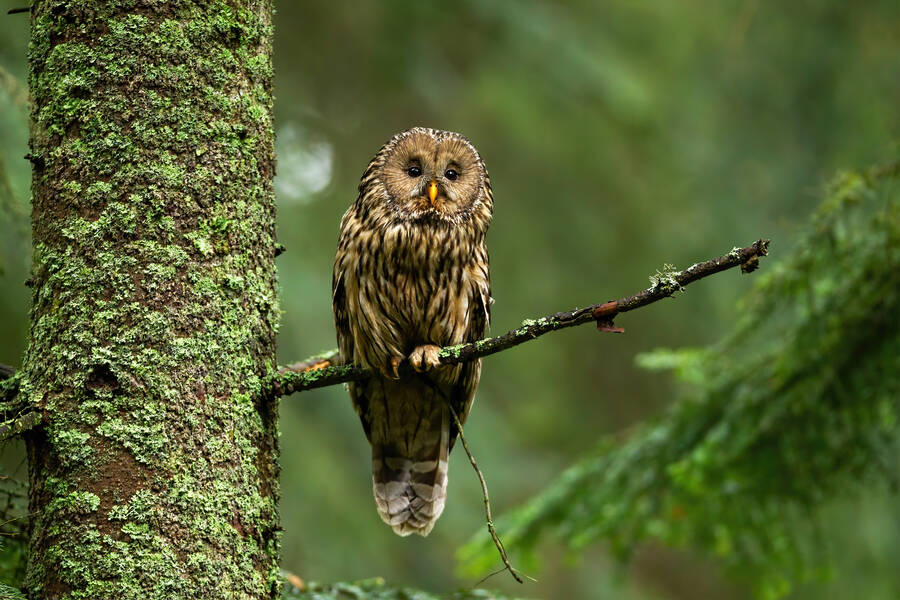 US97 Listen Live - 97.5 MHz FM, Hot Springs, United States | Online ...