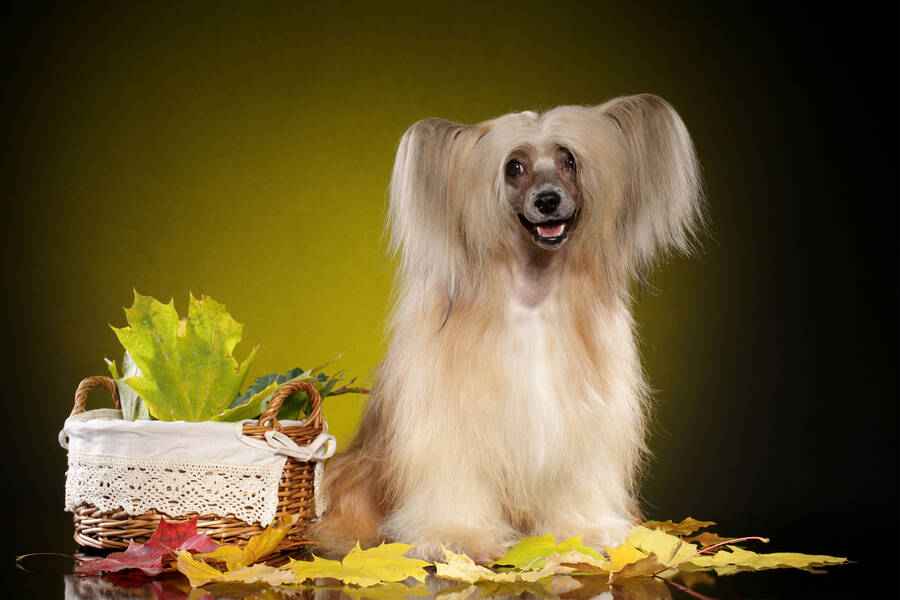 ABC Sport Listen Live - Sydney, Australia | Online Radio Box