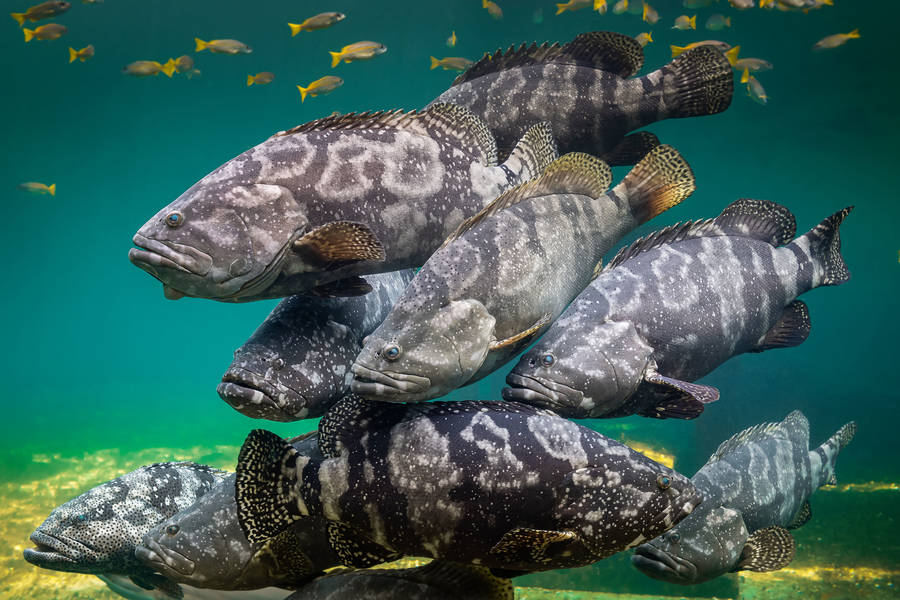 1340 WMSA Listen Live - Massena, United States | Online Radio Box