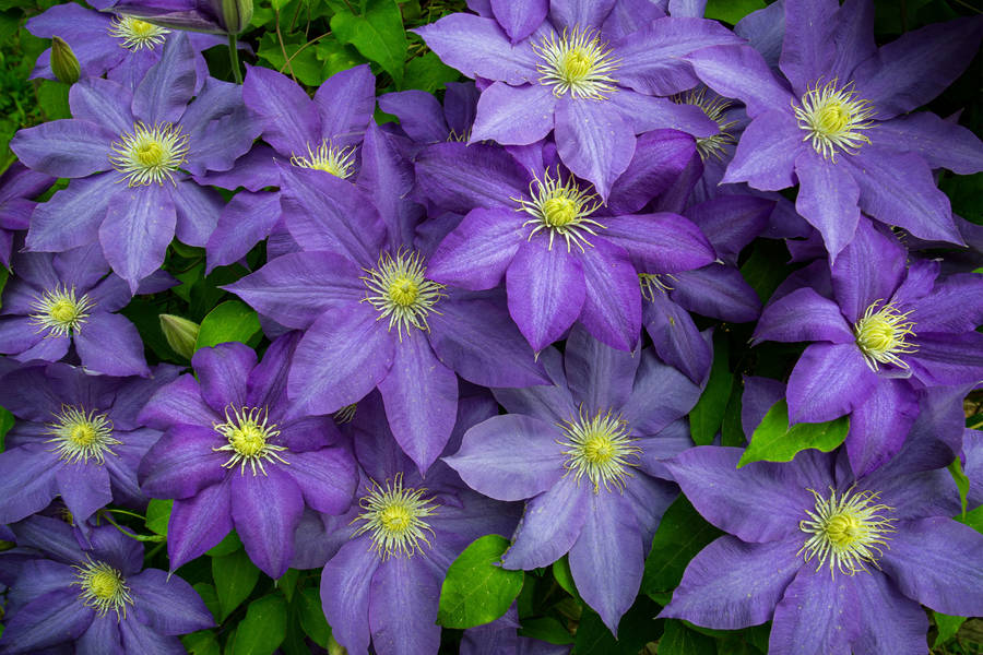 WSVA Listen Live - 550 kHz AM, Harrisonburg, United States | Online ...