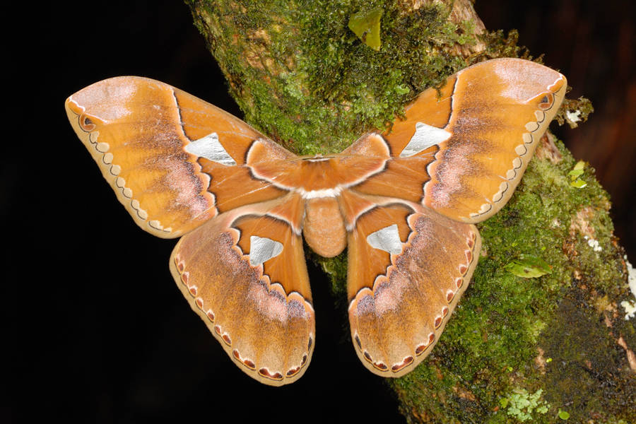 DefJay Radio Listen Live - Berlin, Germany | Online Radio Box