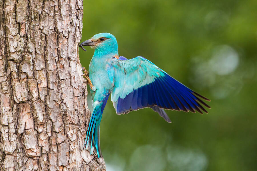 VOWR Radio Listen Live - 800 kHz AM, St. John's, Canada | Online Radio Box