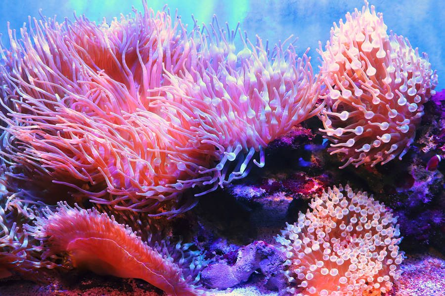 570 WSYR Listen Live - Syracuse, United States | Online Radio Box