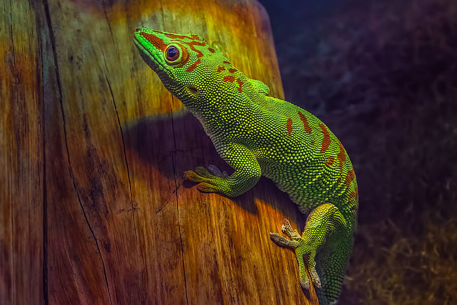 Top 10 Makompo Hits - Limpopo Lifestyle HD Radio | Online Radio Box