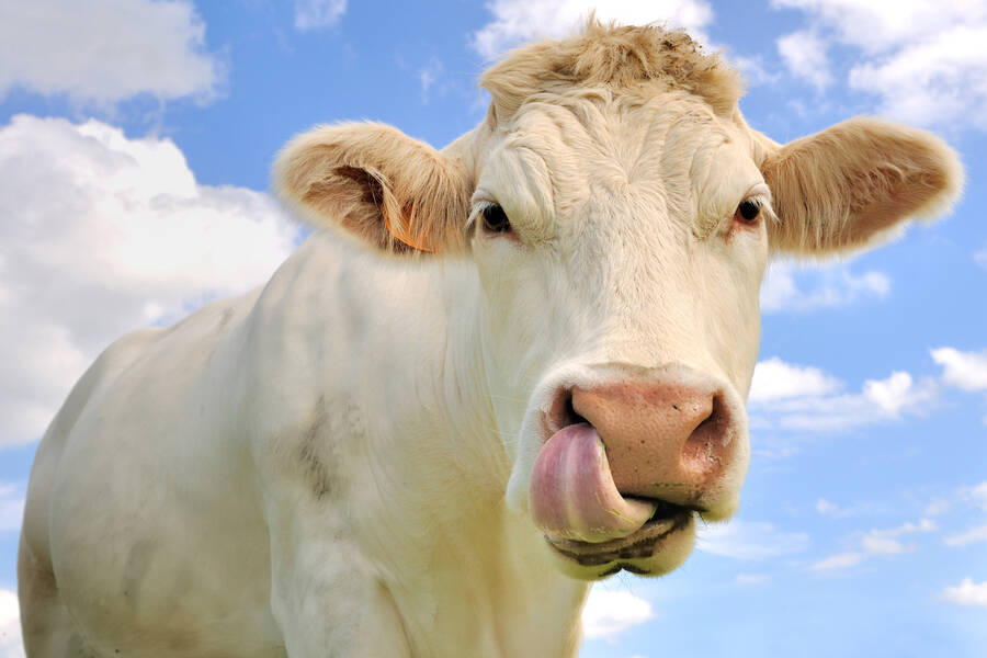 NPR Illinois - WUIS 91.9 Listen Live - Springfield, United States ...